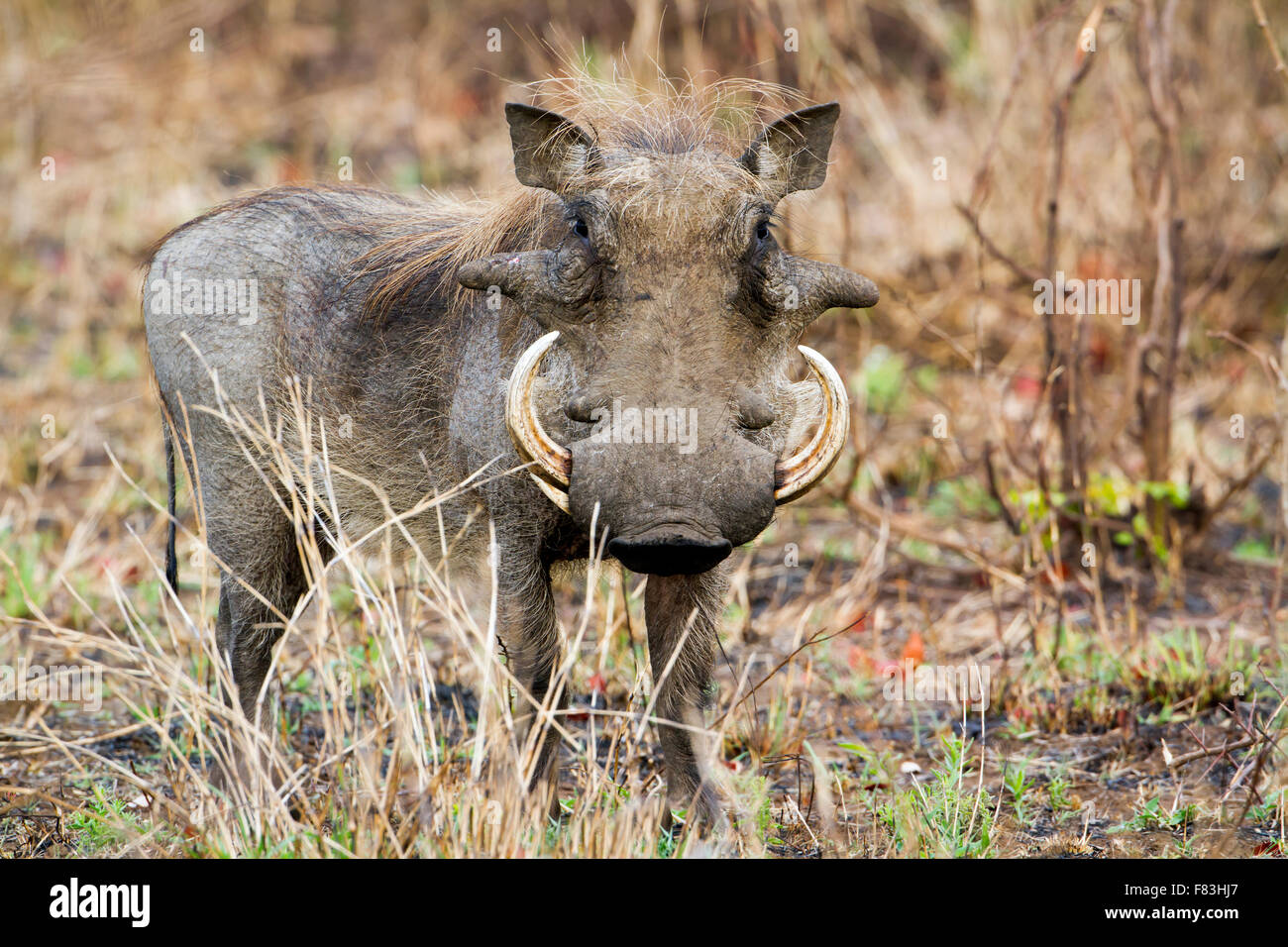 Common warthog Specie Phacochoerus africanus family of Suidae Stock ...