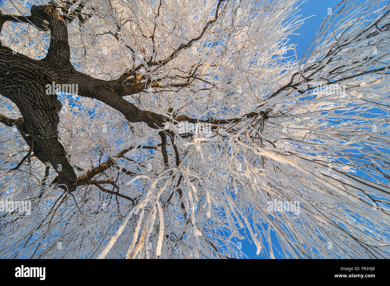 Winter in the Netherlands with withe trees through the snow and the sun ...