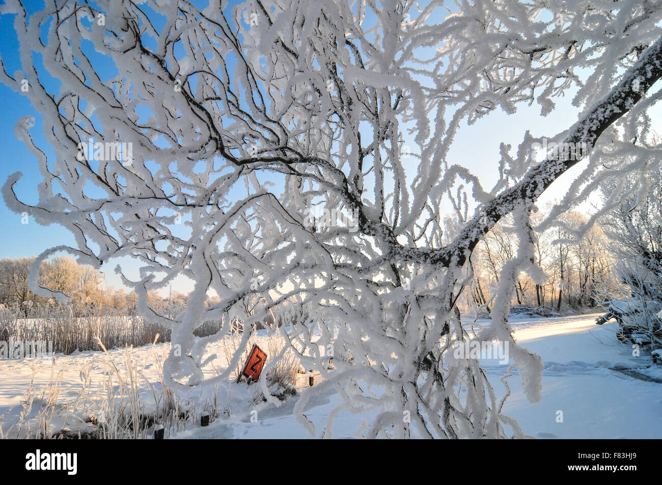 Winter in the Netherlands with withe trees through the snow and the sun ...