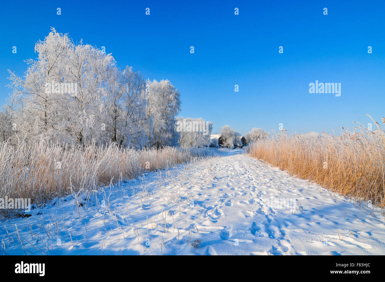 Winter in the Netherlands with withe trees through the snow and the sun ...