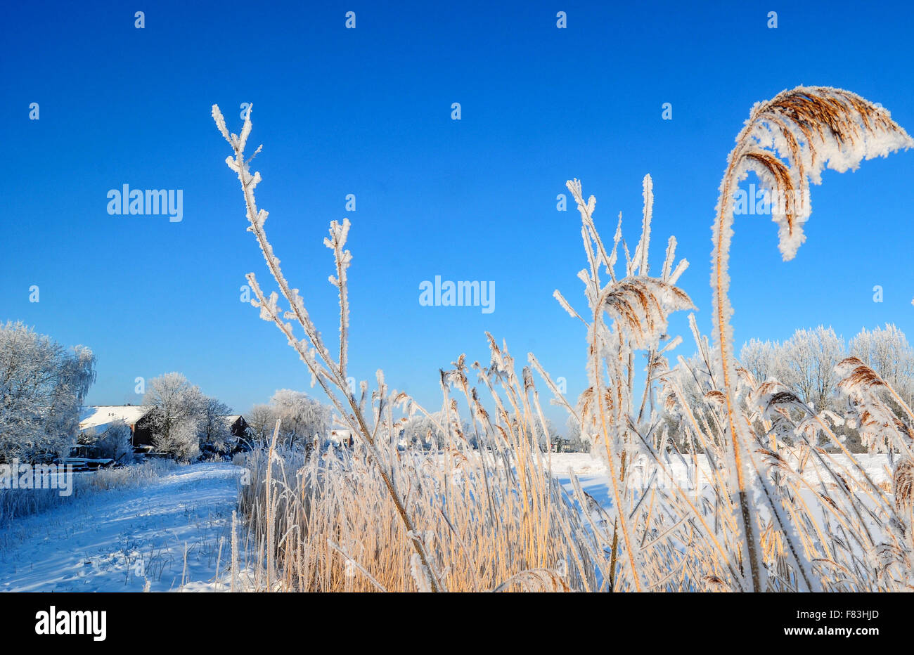Winter in the Netherlands with withe trees through the snow and the sun ...