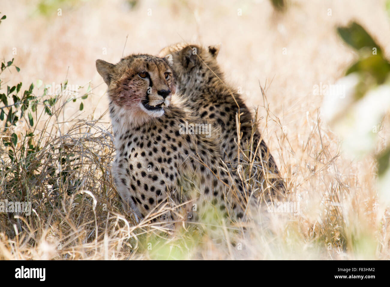 Specie Acinonyx jubatus family of Felidae Stock Photo - Alamy