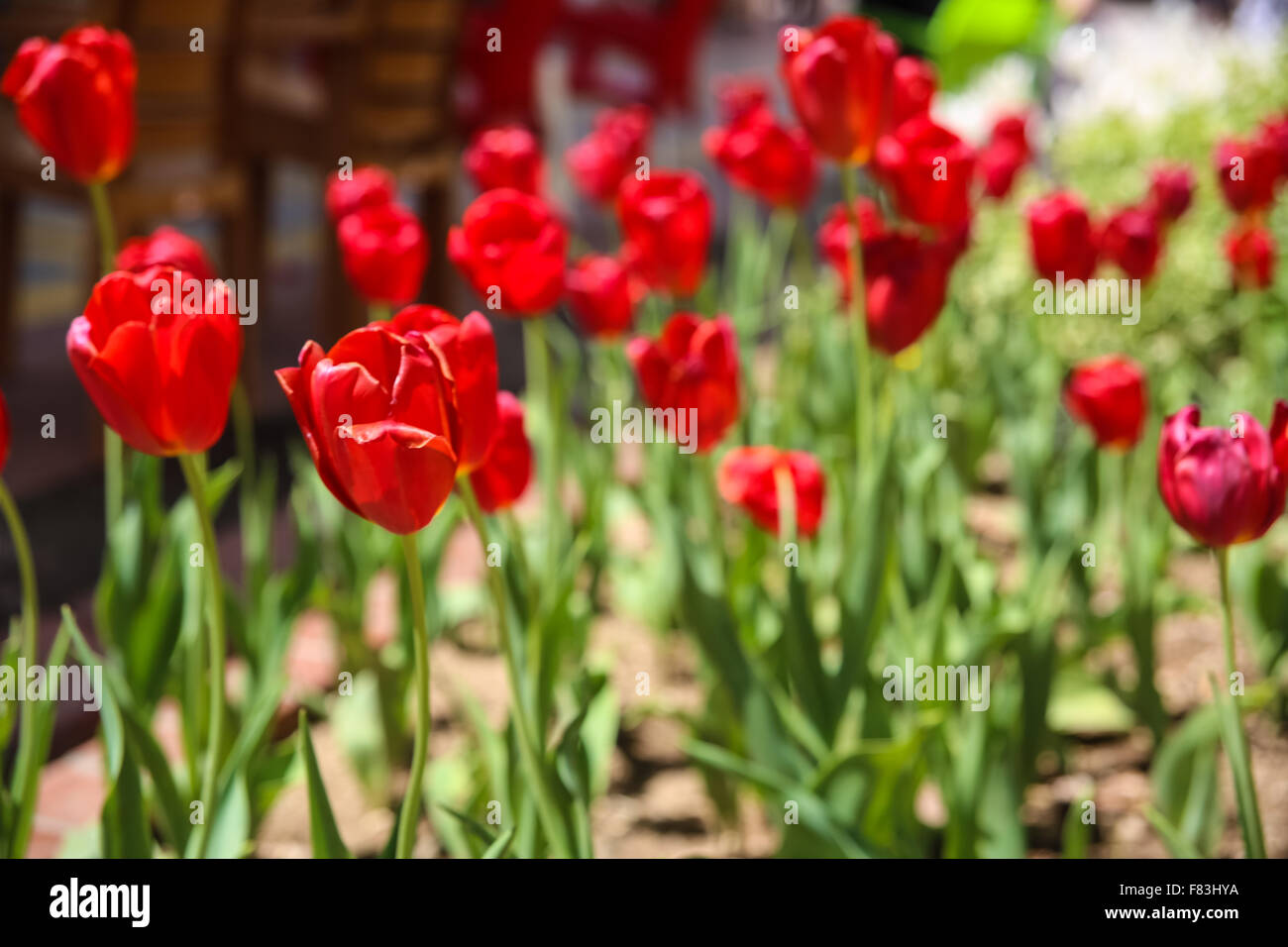 Spring flowers tullips on the big clumb Stock Photo - Alamy