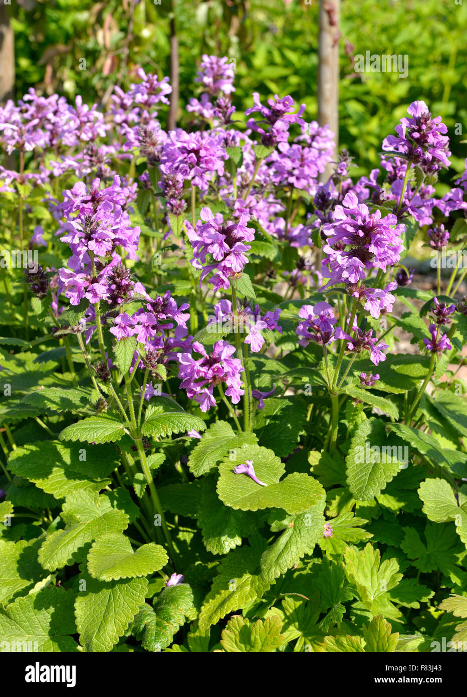 Stachys macrantha "Superba Stock Photo - Alamy
