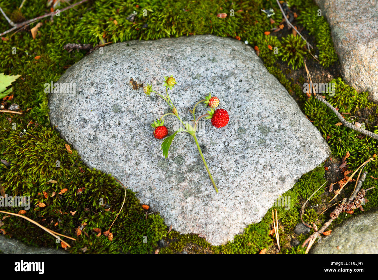 Fragaria vesca, commonly called wild strawberry, woodland strawberry ...