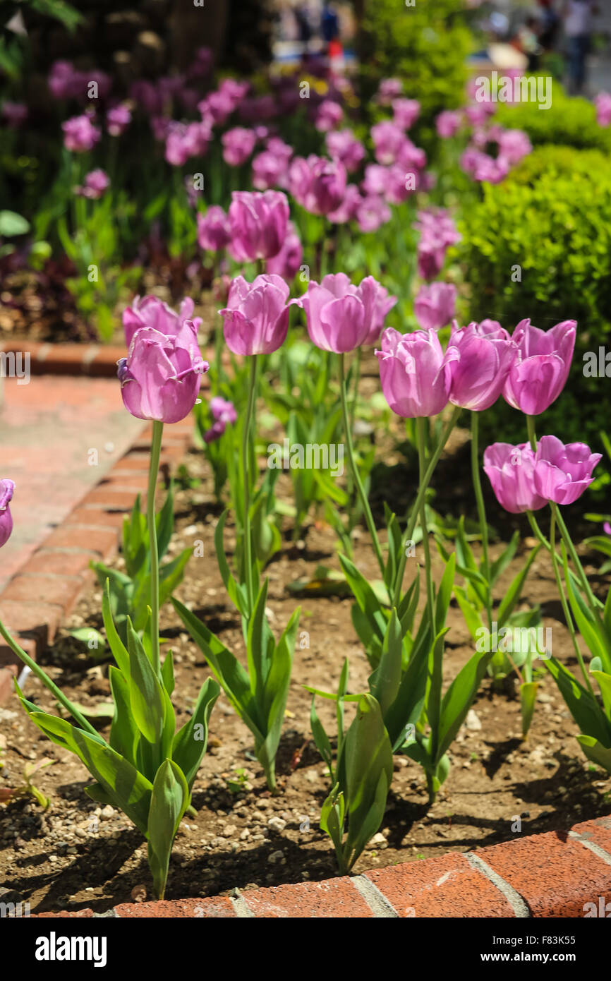 Spring flowers tullips on the big clumb Stock Photo - Alamy