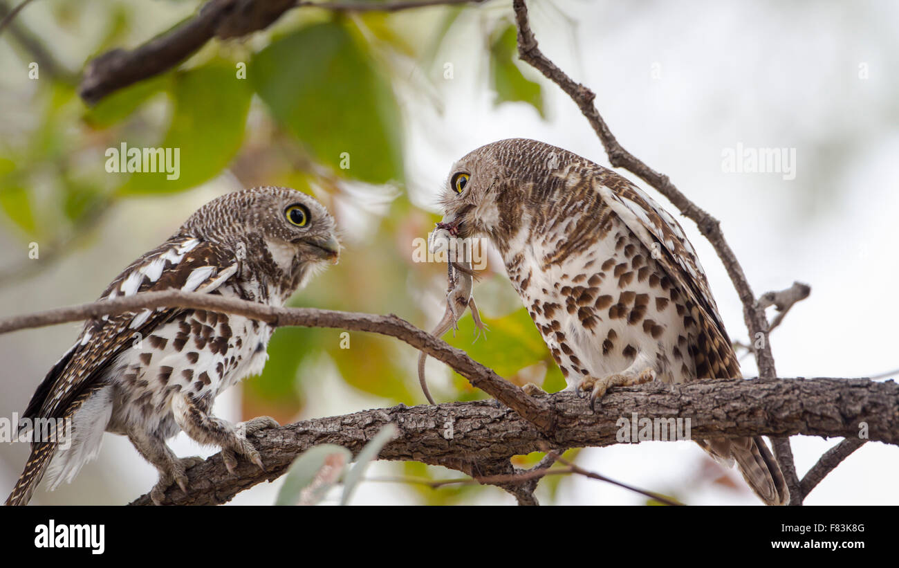 African barred owlet Specie Glaucidium capense family of Strigidae ...