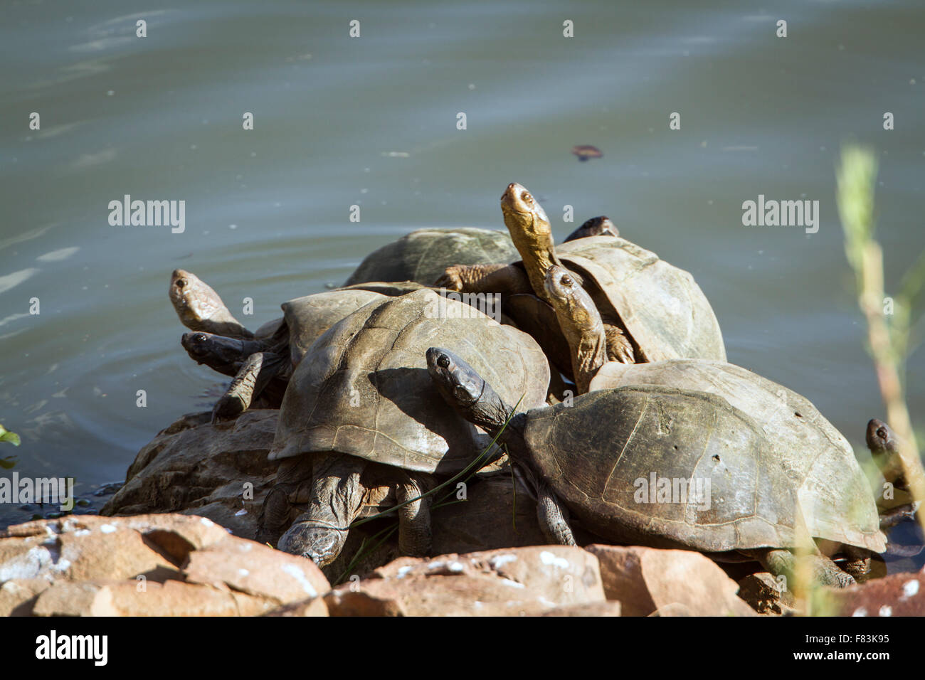 Angulate tortoise Specie Chersina angulata family of Testudinidae Stock ...