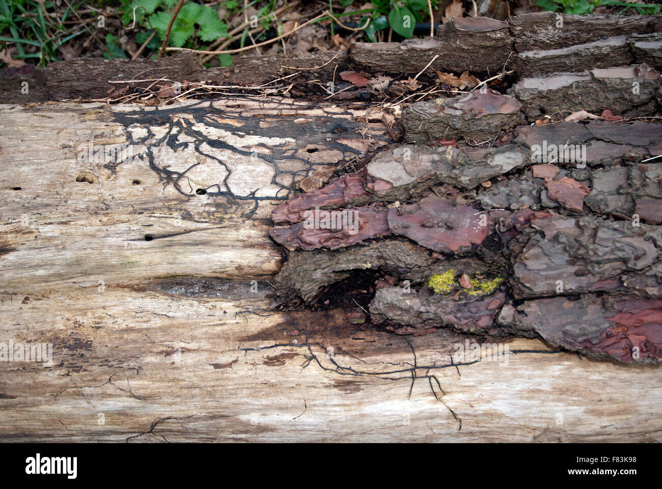 Dead wood - tree bark - Tremenheere Gardens, West Cornwall, England ...