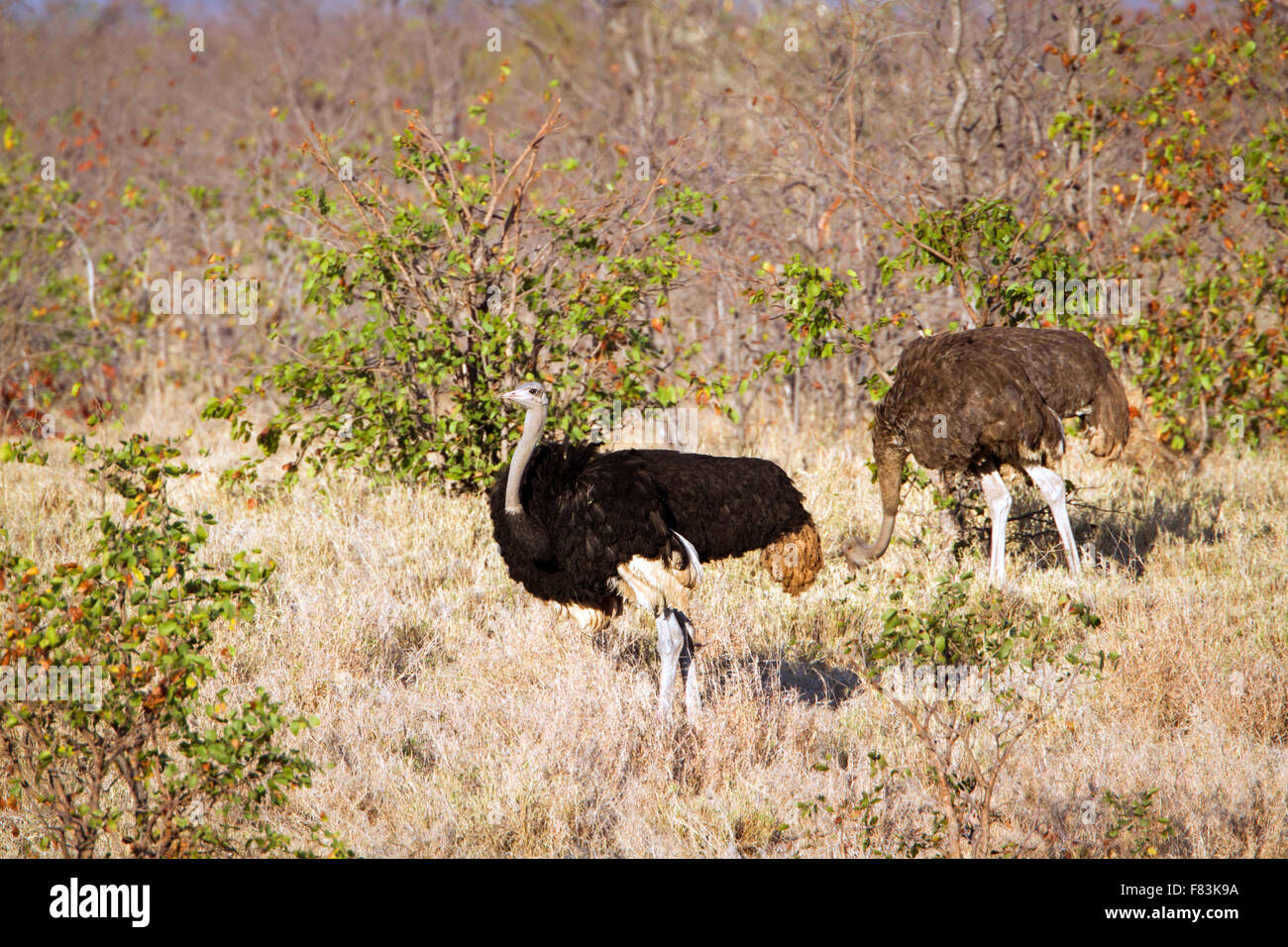 African ostrich Specie Struthio camelus family of Struthionidae Stock ...