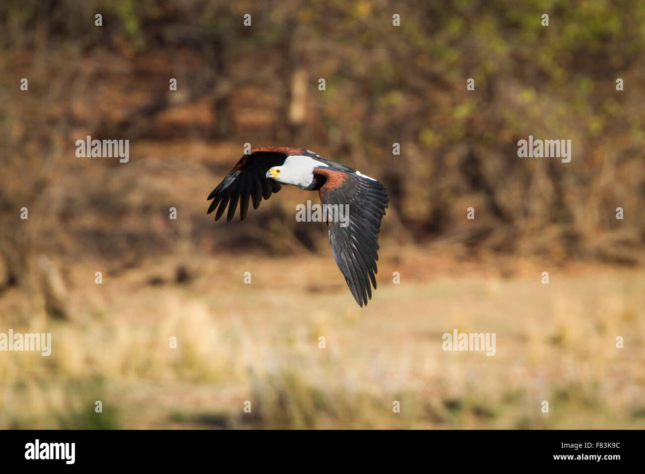 African Fish Eagle Flying High Resolution Stock Photography and Images ...