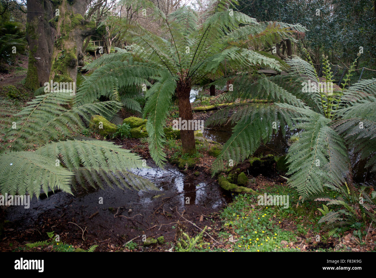 Ferns growing in the exotic and sub-tropical Tremenheere Gardens, West ...