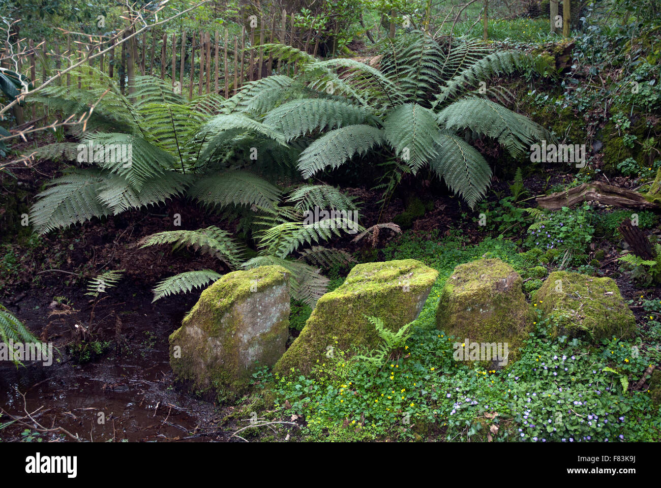 Ferns growing in the exotic and sub-tropical Tremenheere Gardens, West ...