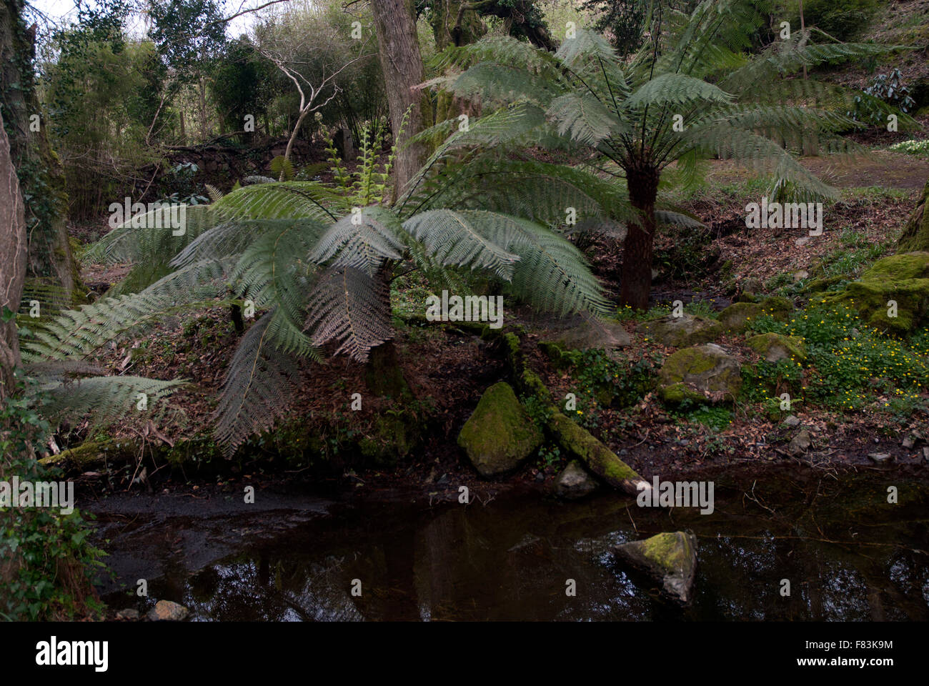 Ferns growing in the exotic and sub-tropical Tremenheere Gardens, West ...