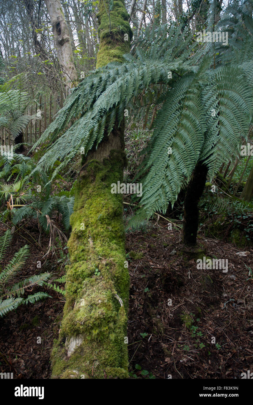 Ferns growing in the exotic and sub-tropical Tremenheere Gardens, West ...