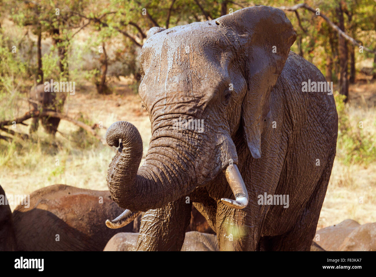 African bush elephant Specie Loxodonta africana family of elephantidae ...