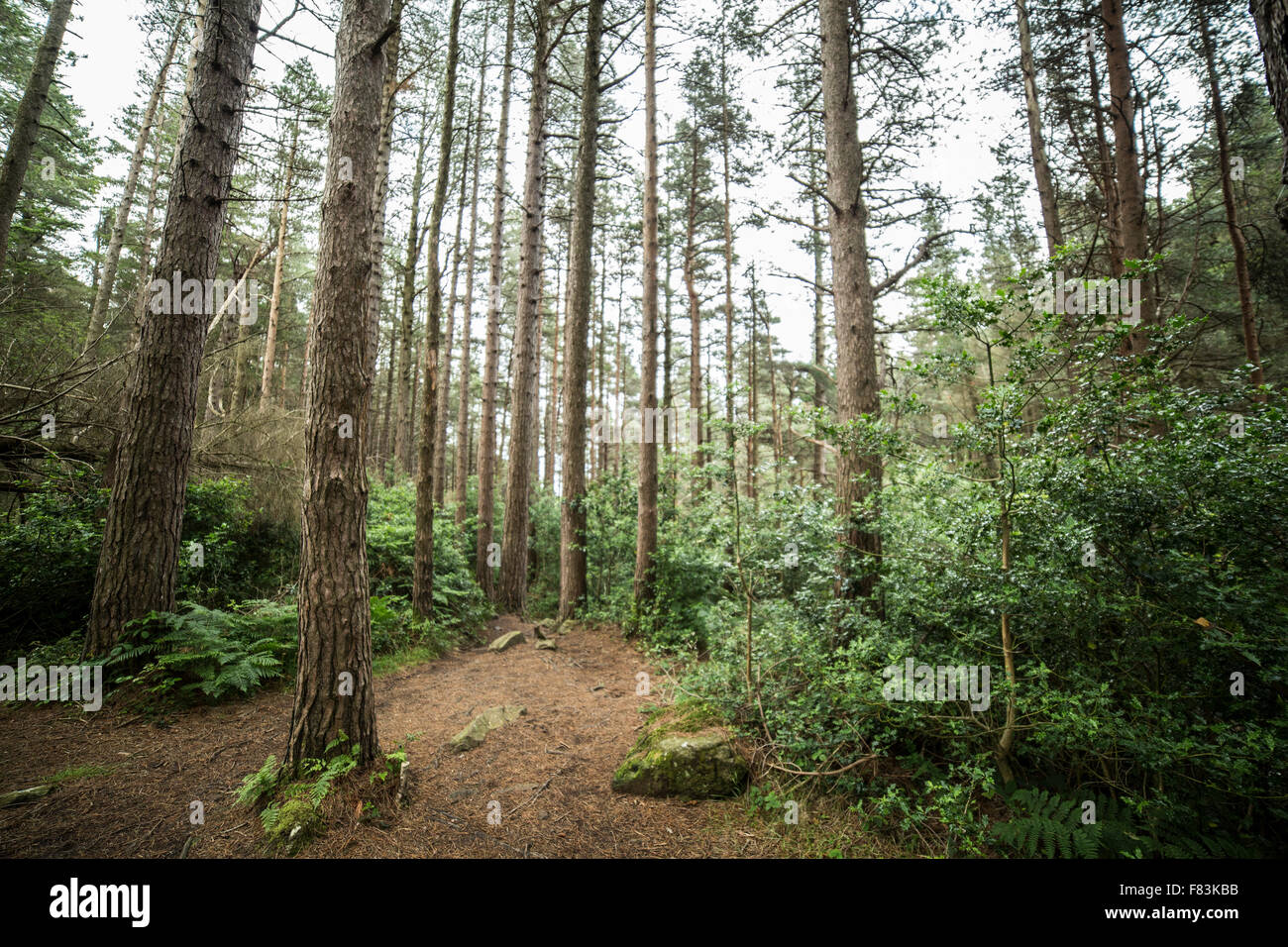 A wide angle image of trees in Donard forest Stock Photo - Alamy