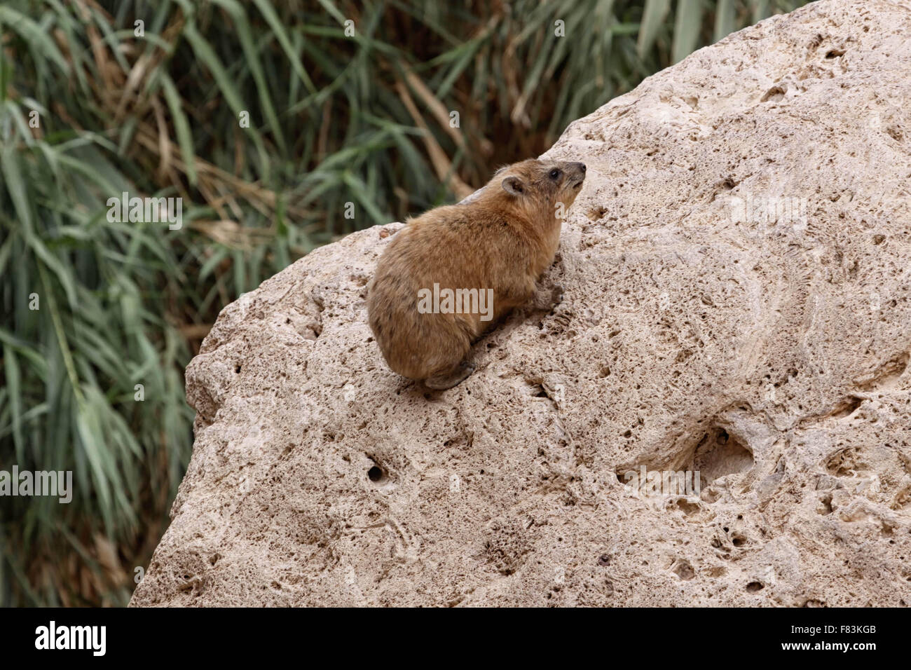 Ein gedi hyraxes hi-res stock photography and images - Alamy