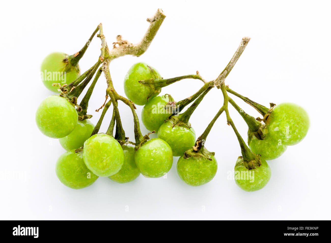 Turkey berry hi-res stock photography and images - Alamy