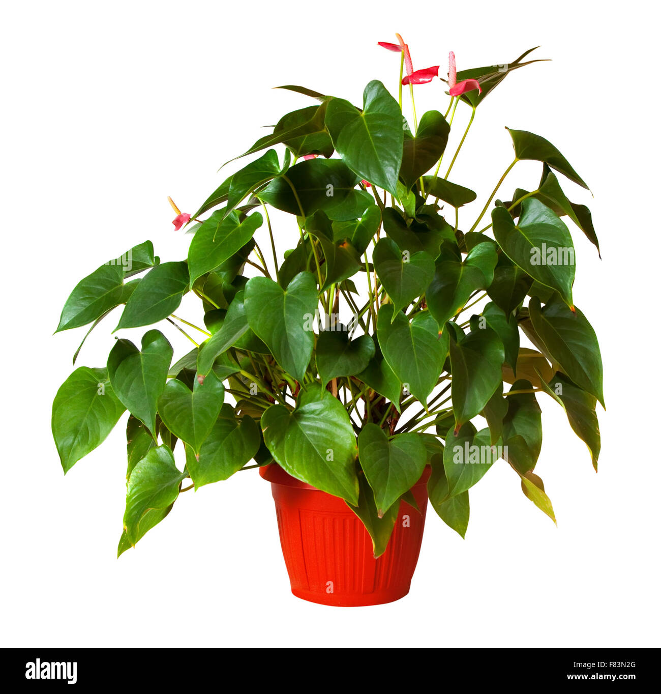 Anthurium andreanum hi-res stock photography and images - Alamy