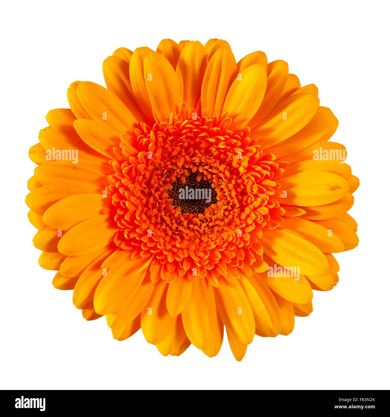 Single daisy flower. Isolated over white background Stock Photo - Alamy