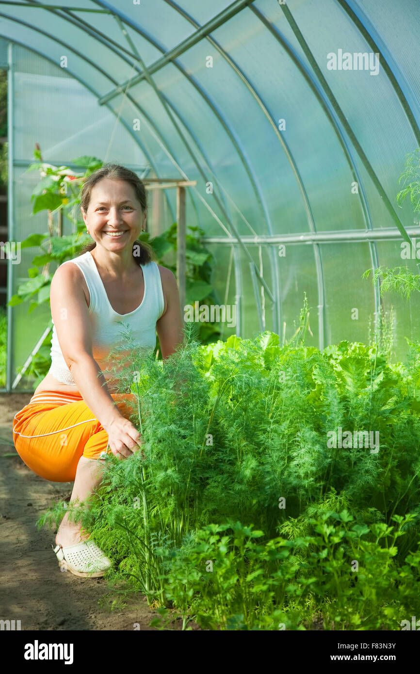 Smiling woman picking dill in the hothouse Stock Photo - Alamy