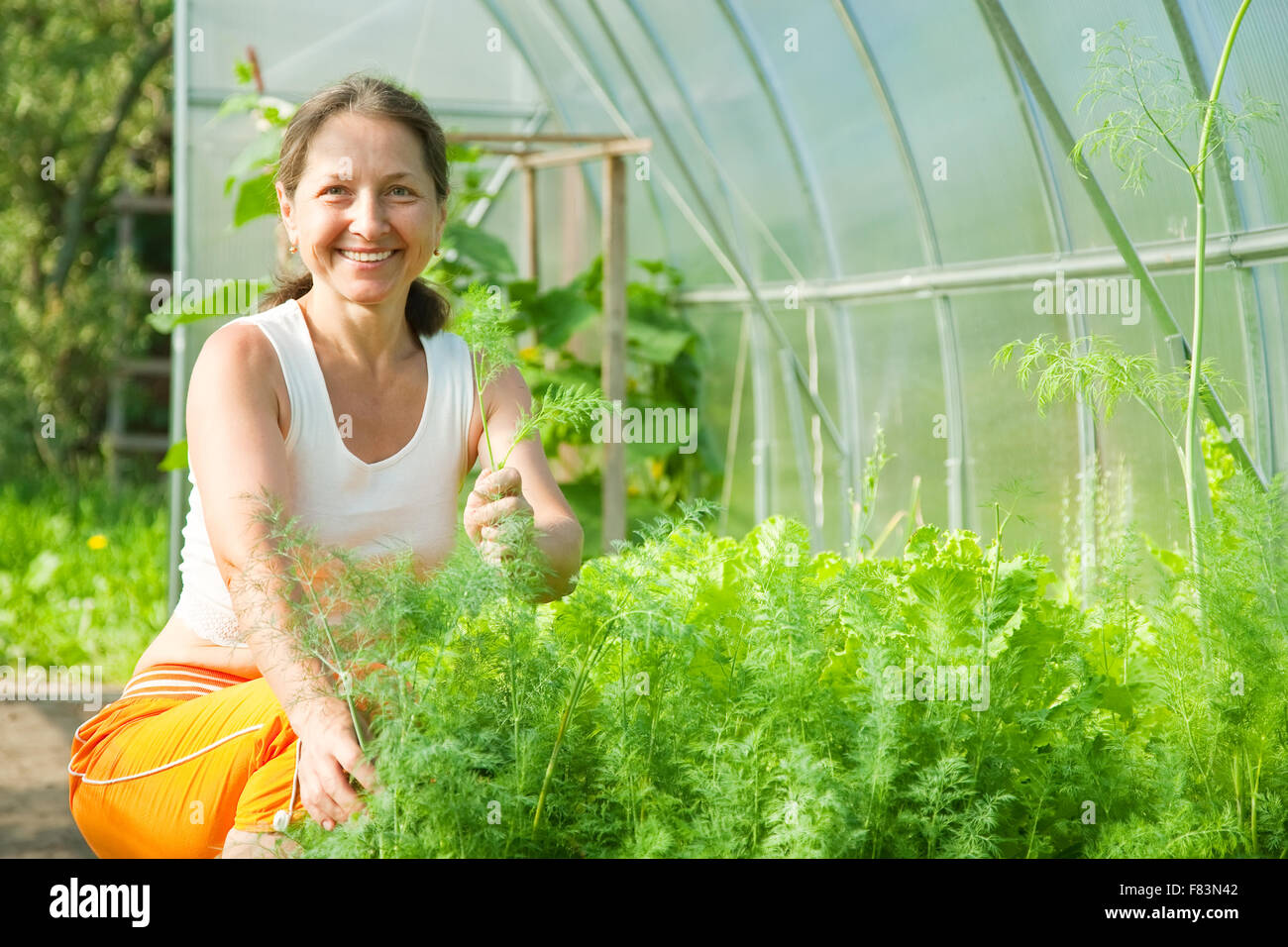 Senior woman is picking dill in the greenhouse Stock Photo - Alamy