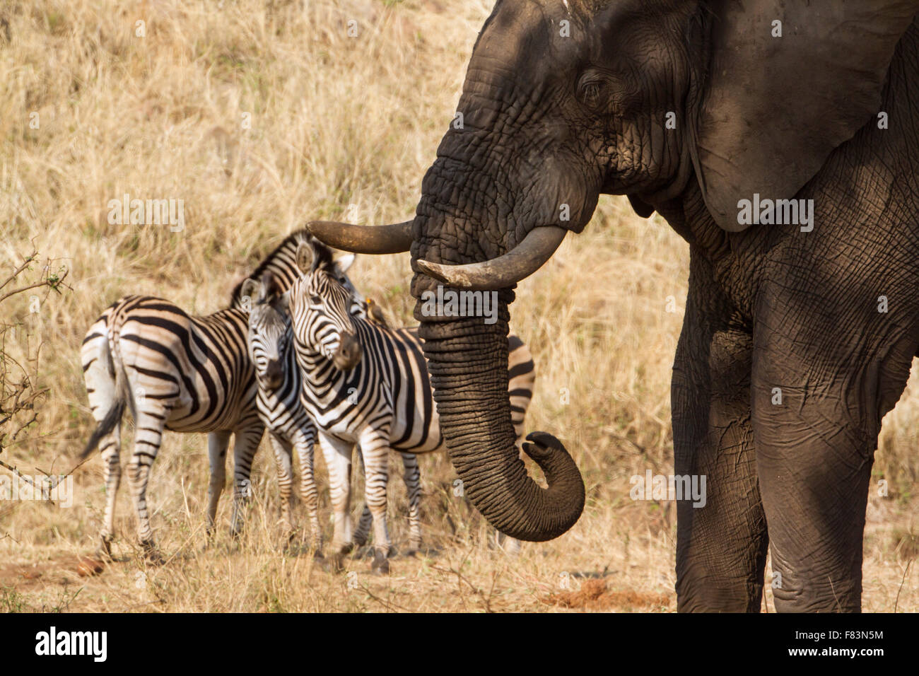 African bush elephant Specie Loxodonta africana family of elephantidae ...