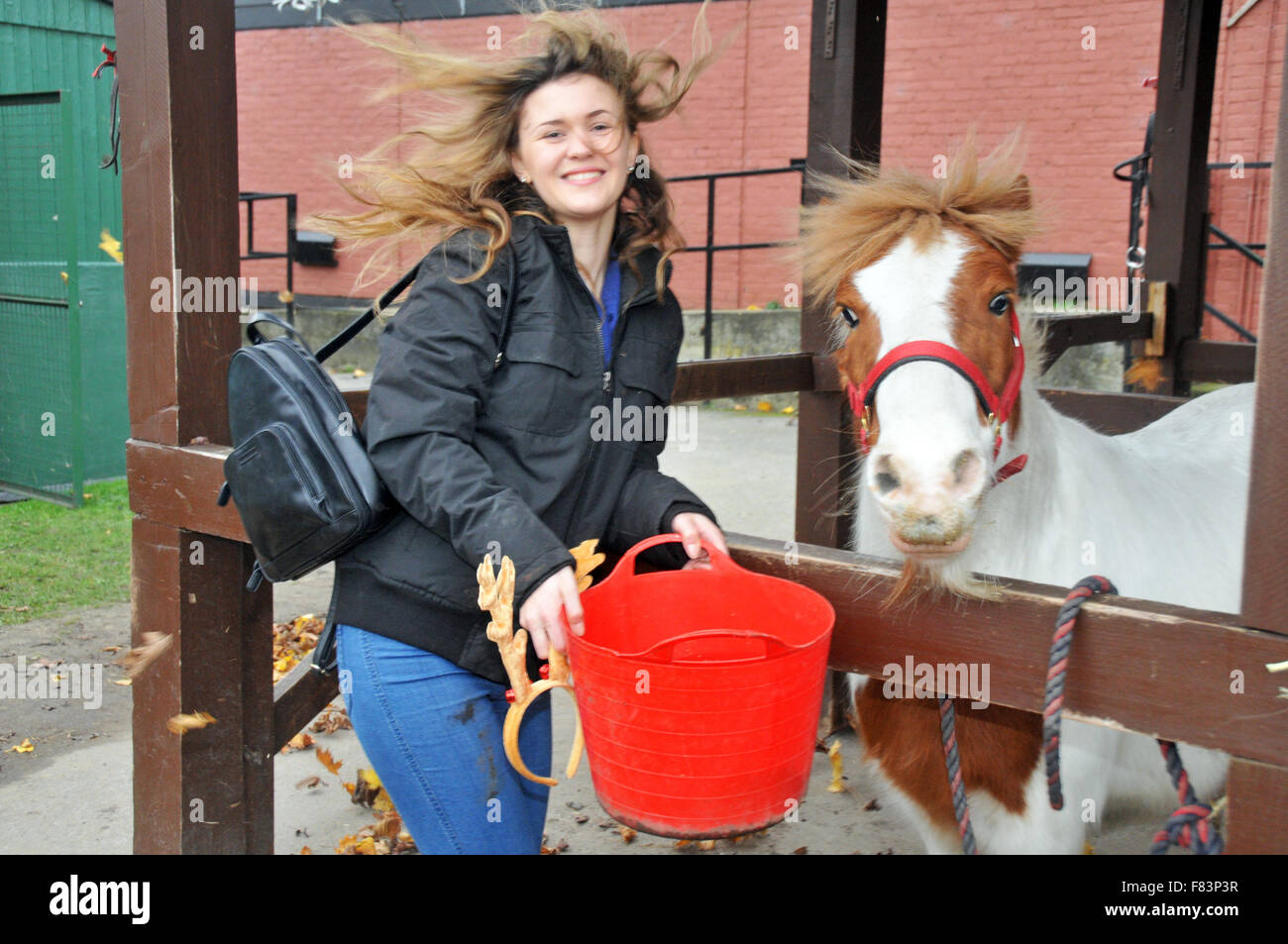 London, UK, 5 December 2015, volunteer Alexa Hamilton 24 feeds pony Tim ...
