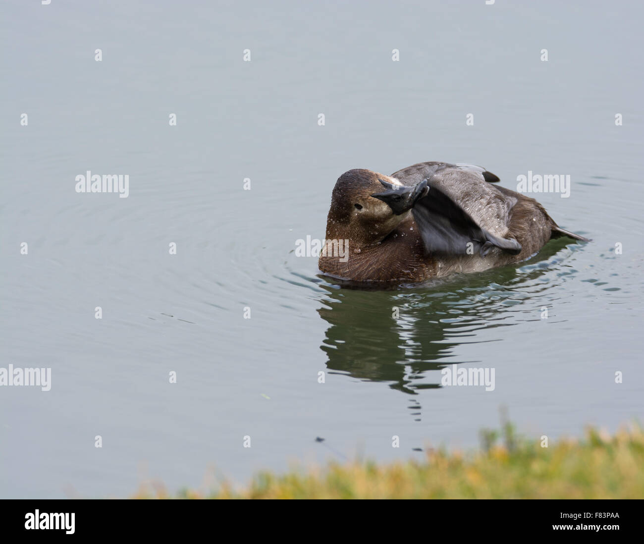 Waterfowl an animal hi-res stock photography and images - Alamy