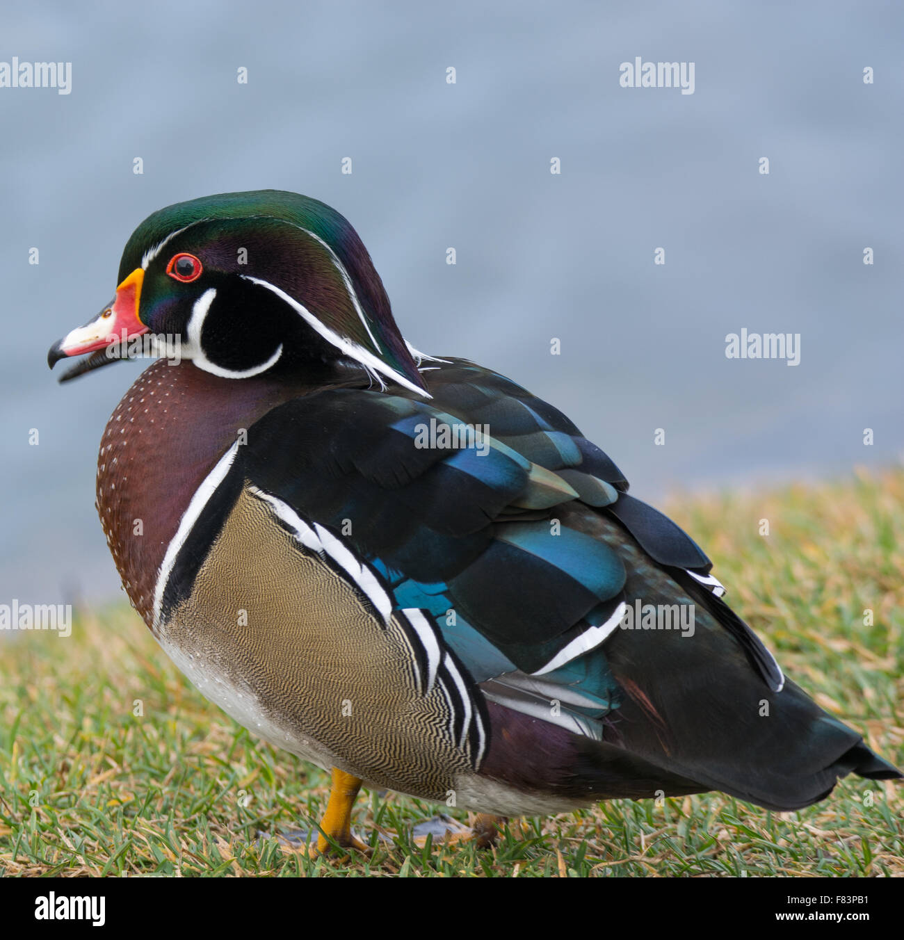 fun duck by the pond Stock Photo - Alamy