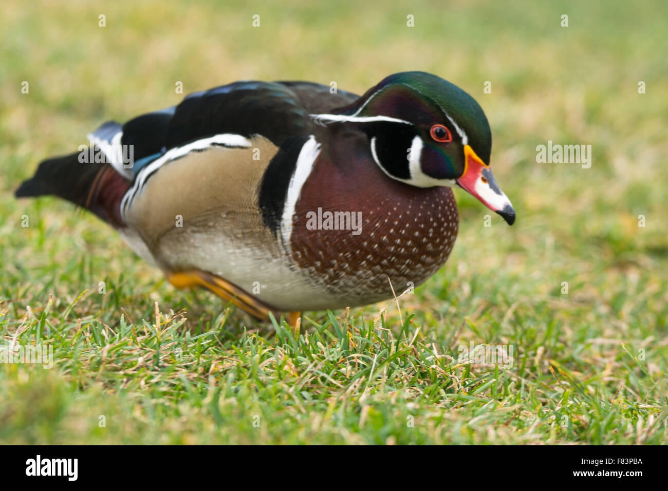 nice bright duck by the pond Stock Photo - Alamy