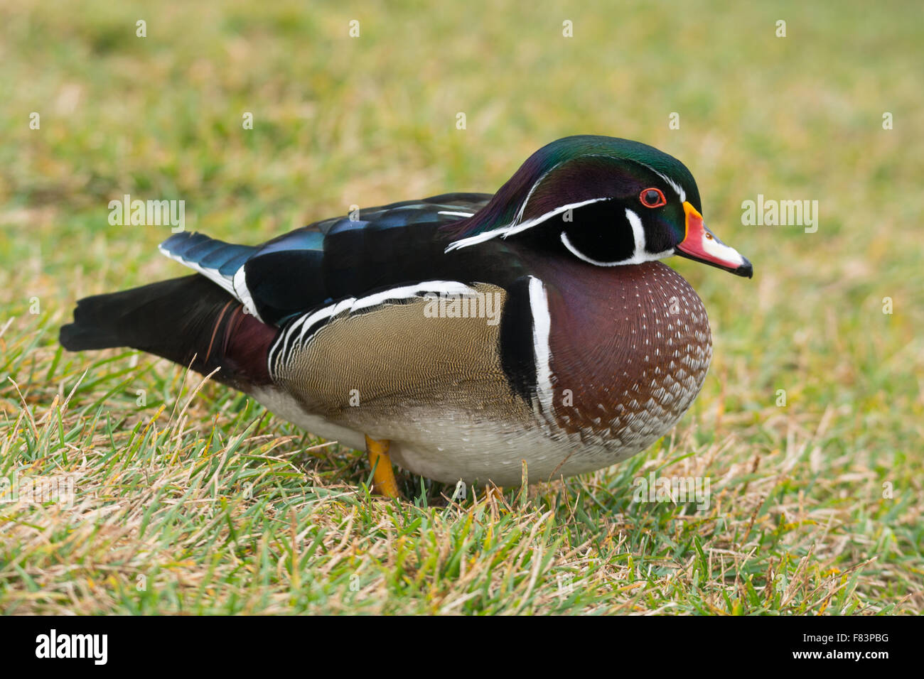 nice duck by the pond Stock Photo - Alamy