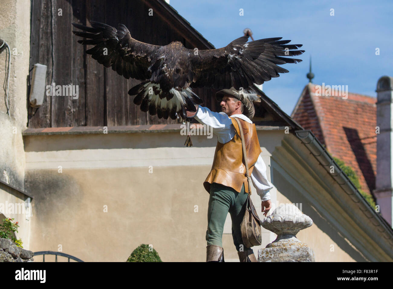 A golden eagle landing on its handler's glove at Rosenberg Renaissance ...