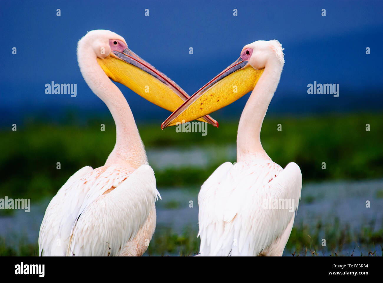Pelicans head hi-res stock photography and images - Alamy