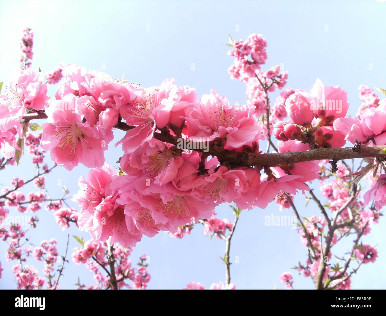 Cherry blossom tree with beautiful white and red blooming in spring ...
