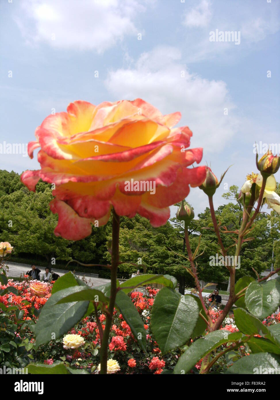 pink and yellow roses flower Stock Photo - Alamy