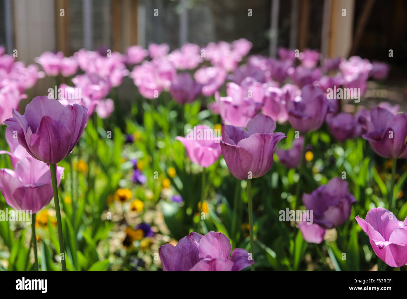 Spring flowers tullips on the big clumb Stock Photo - Alamy