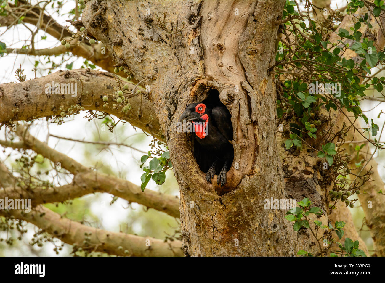 Ground Hornbill Nest
