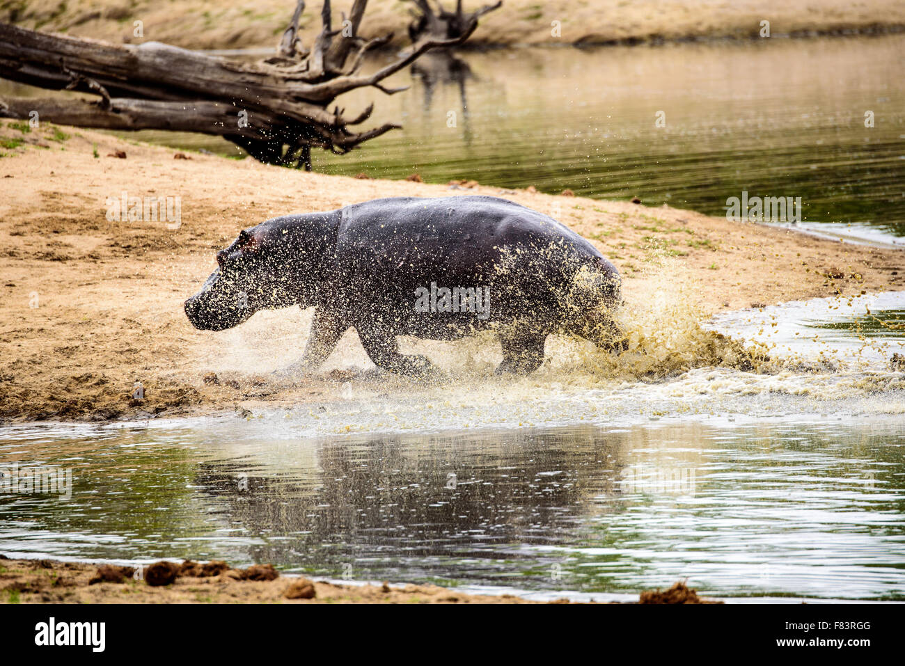 a fleeing hippo running out of the waterhole Stock Photo - Alamy