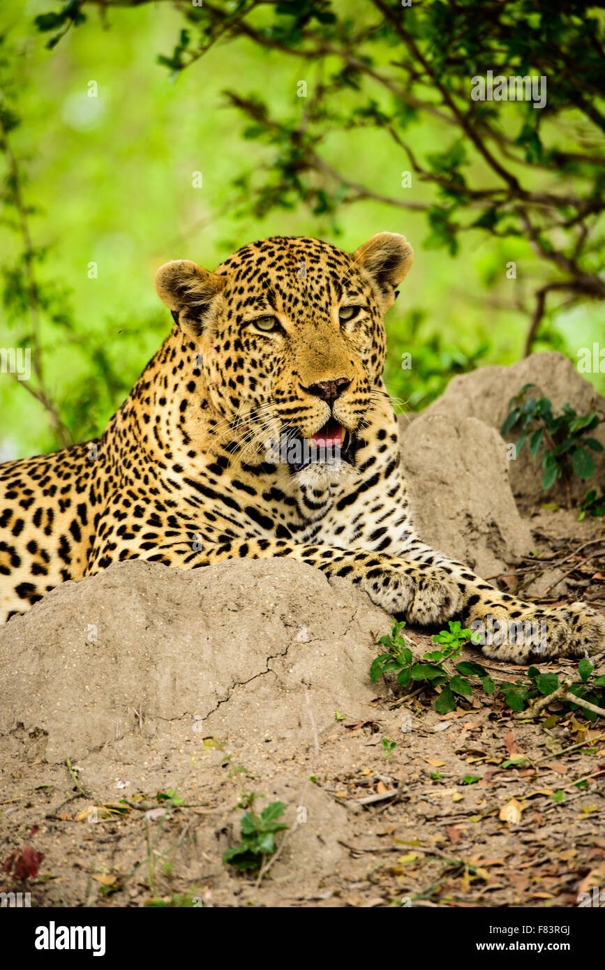 Leopard profile hi-res stock photography and images - Alamy