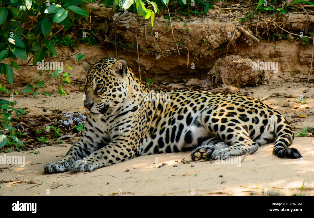 A jaguar at rest Stock Photo - Alamy