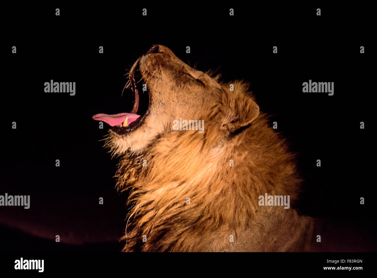 Lions night africa hi-res stock photography and images - Alamy