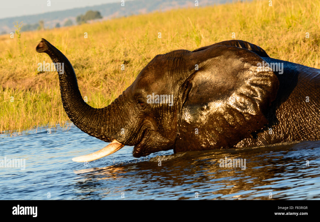 Happy as an elephant hi-res stock photography and images - Alamy
