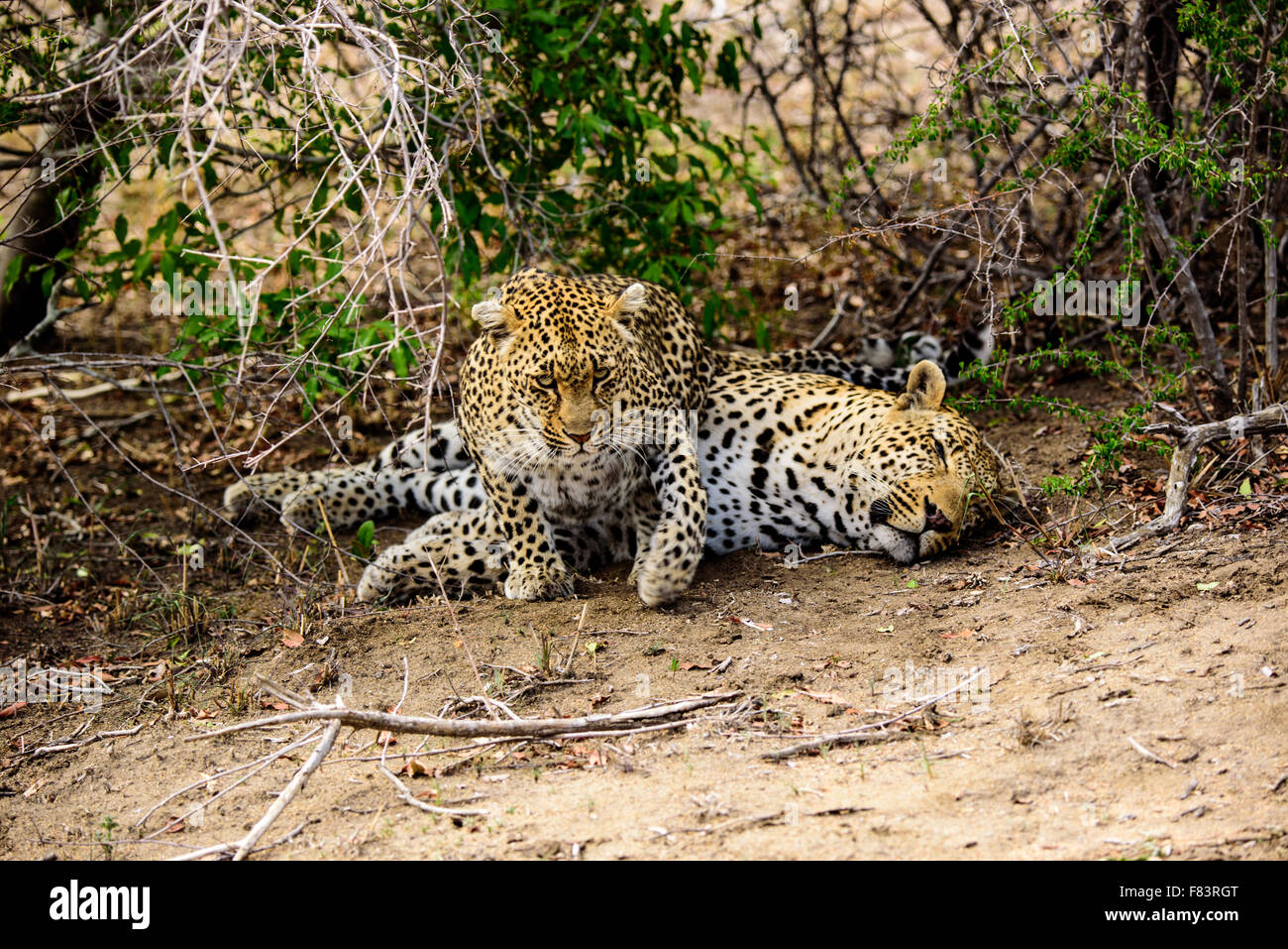 Female leopard hi-res stock photography and images - Alamy