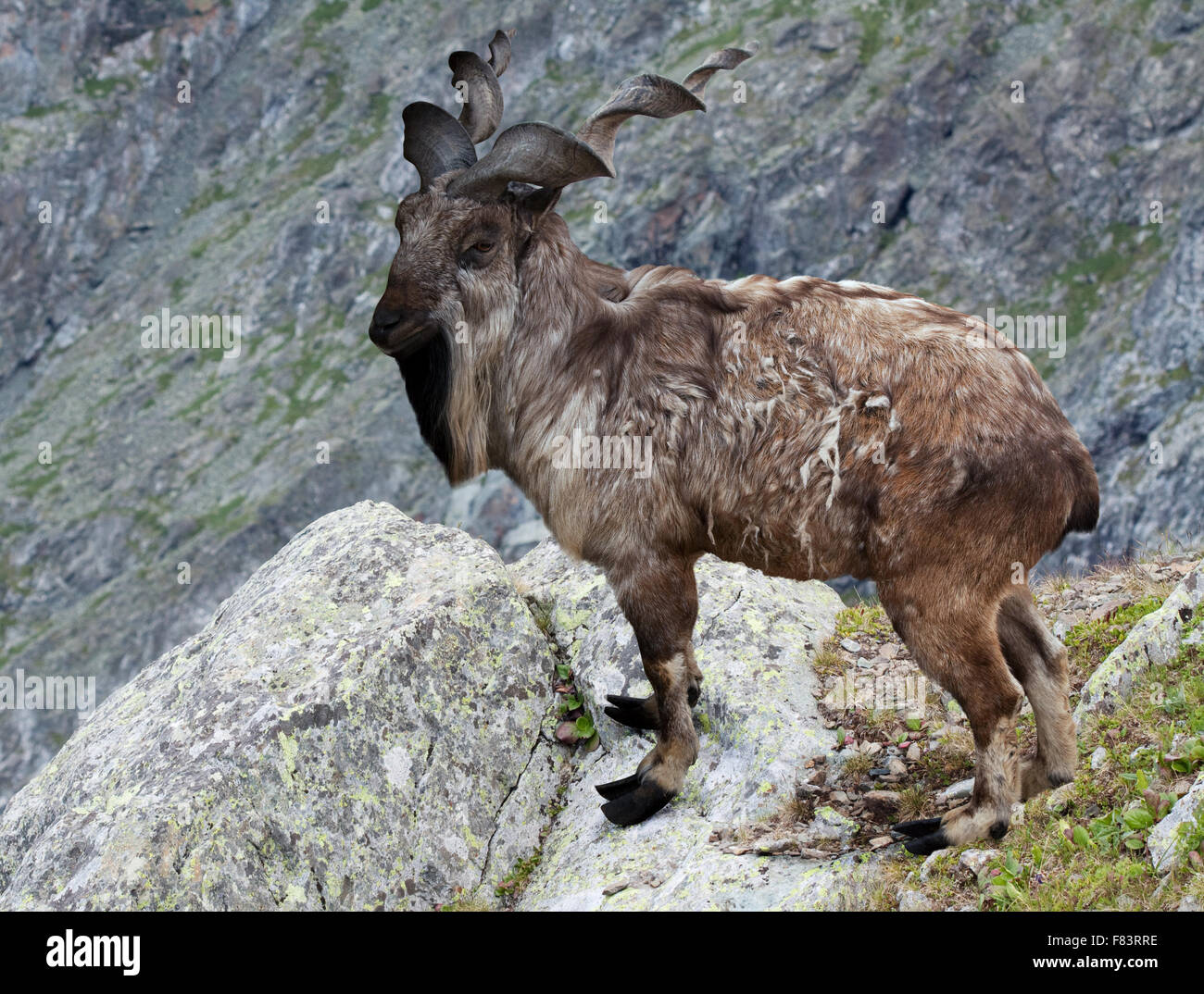 Markhor (Capra falsoneri) in wildness area Stock Photo - Alamy
