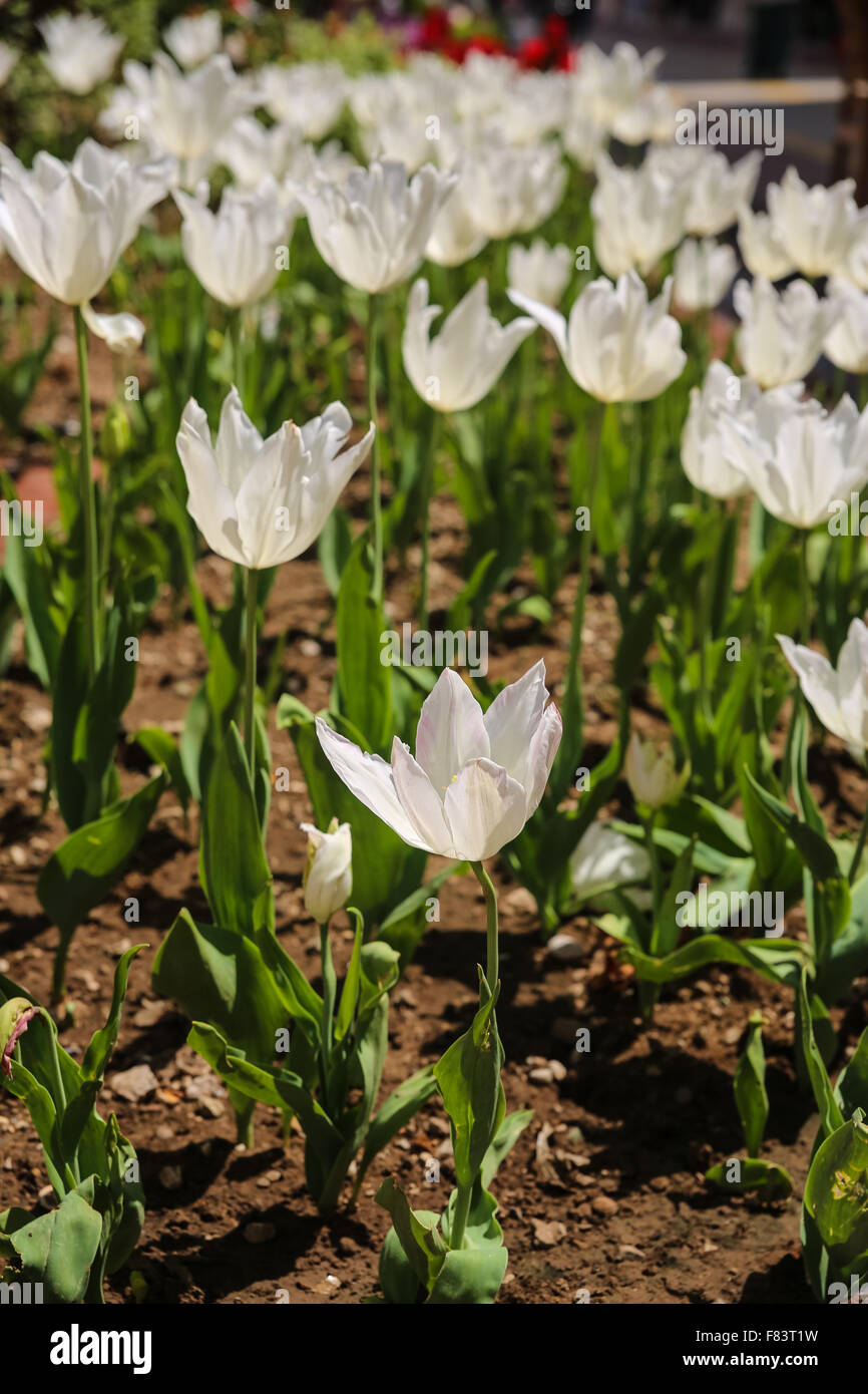 Spring flowers tullips on the big clumb Stock Photo - Alamy
