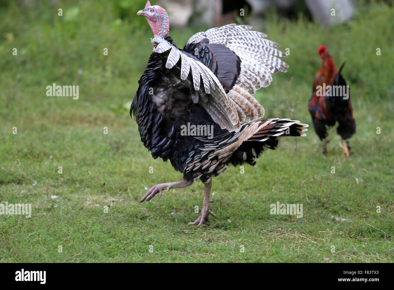 Turkey on the traditional free range poultry farm rural scene Stock ...