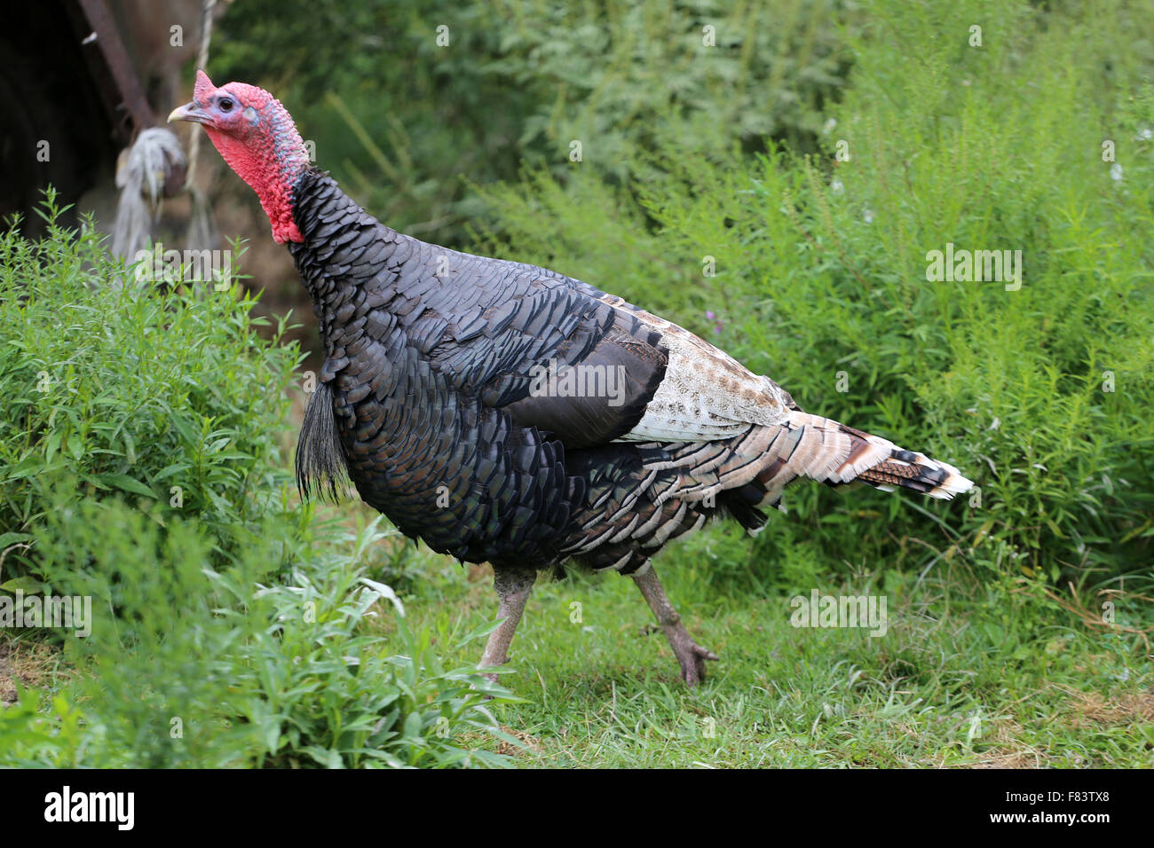 Colorful turkey on a blurred background Stock Photo - Alamy