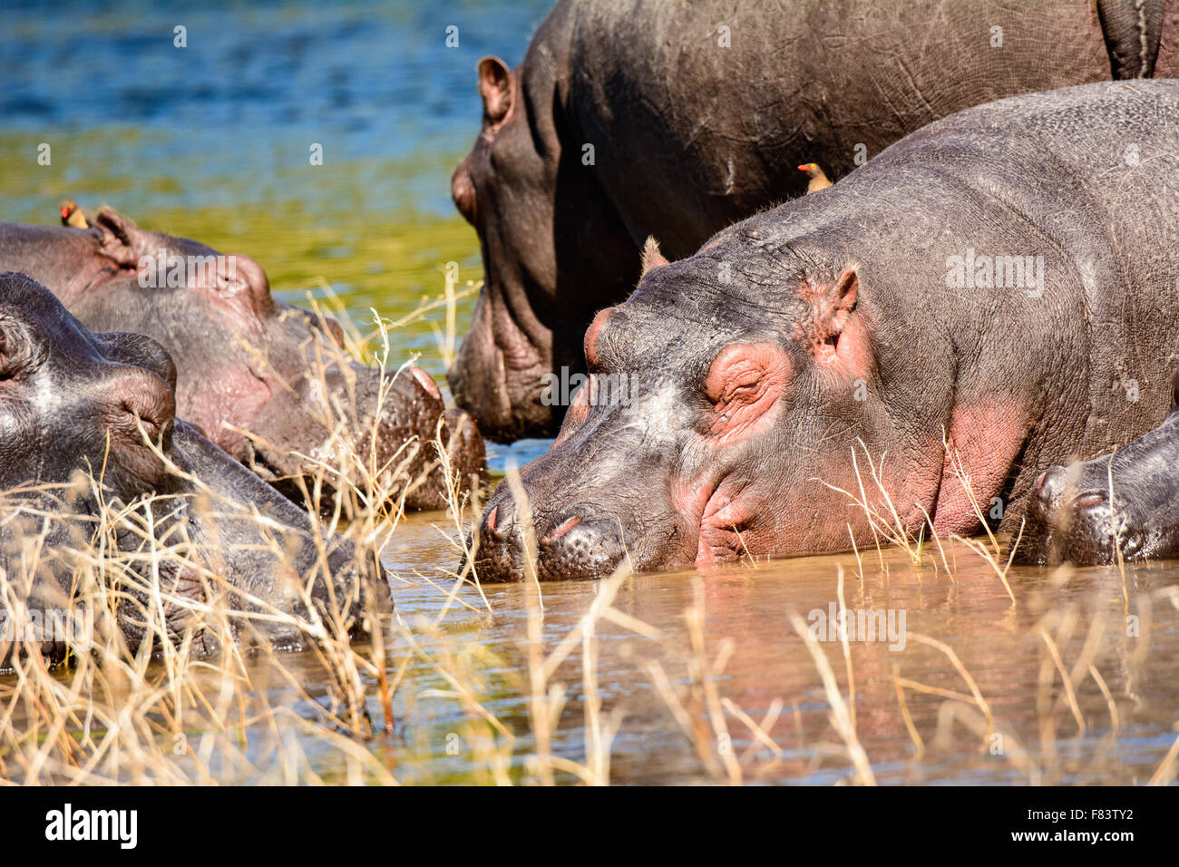 Close up of a group of Hippos Stock Photo - Alamy